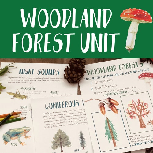 Woodland Forest Theme Unit Study Lesson Plans Homeschool - Etsy