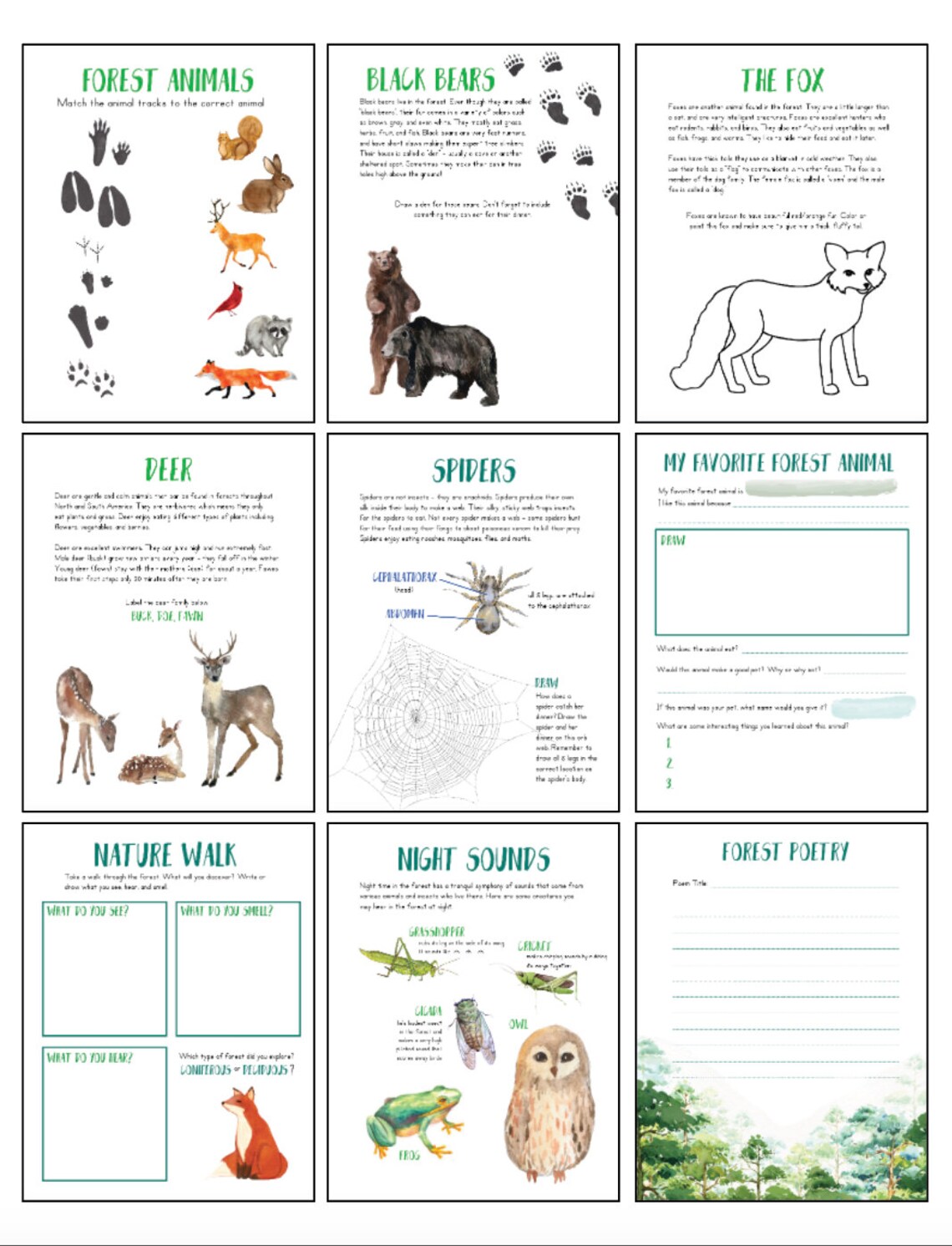 Woodland Forest Theme Unit Study Lesson Plans Homeschool - Etsy