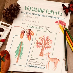 Woodland Forest Theme Unit Study Lesson Plans, Homeschool, Notebooking ...