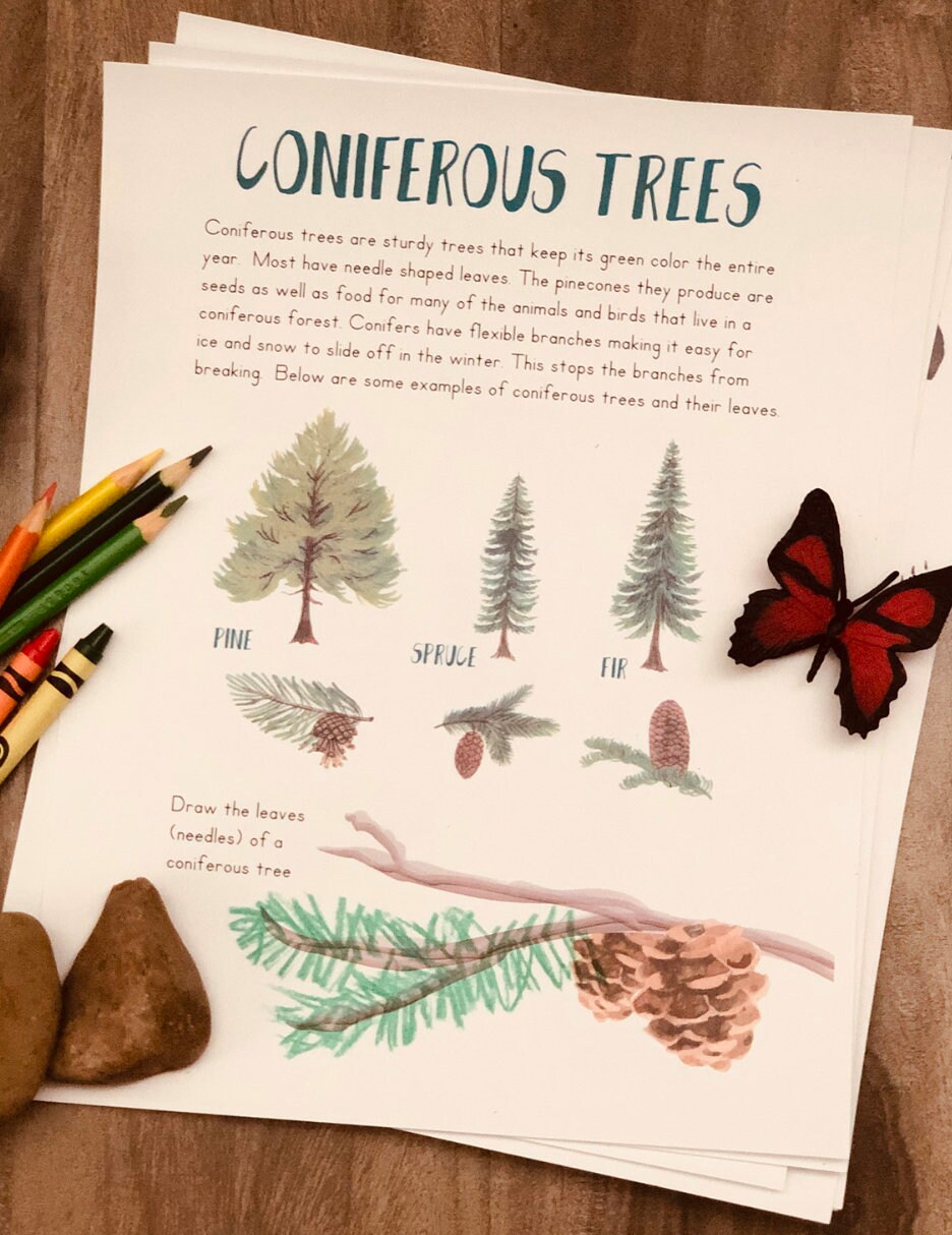 Woodland Forest Theme Unit Study Lesson Plans, Homeschool, Notebooking ...