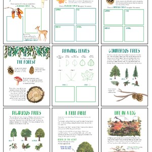 Woodland Forest Theme Unit Study Lesson Plans, Homeschool, Notebooking ...