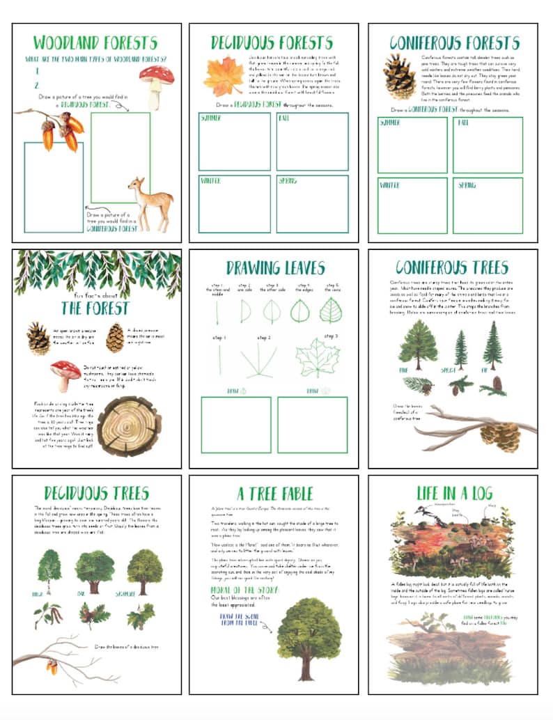 Woodland Forest Theme Unit Study Lesson Plans, Homeschool, Notebooking ...