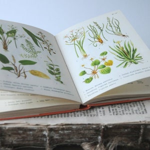 Vintage Flora Book With 120+ Color Illustrations, Flower Field Guide ...