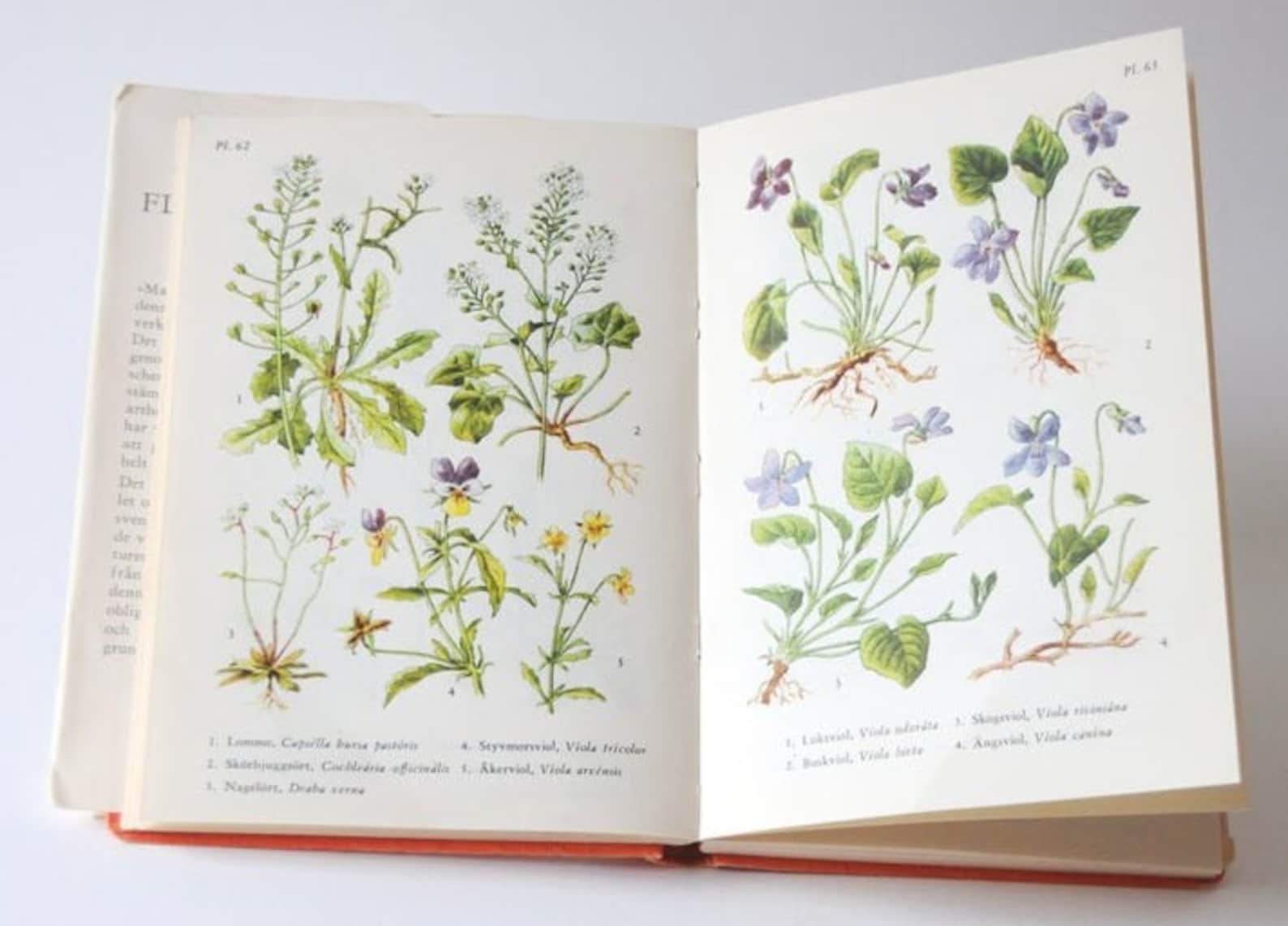 Vintage Flora Book With 120+ Color Illustrations, Flower Field Guide ...