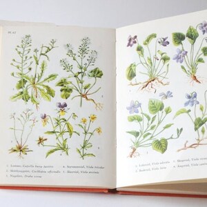 Vintage Flora Book With 120+ Color Illustrations, Flower Field Guide ...
