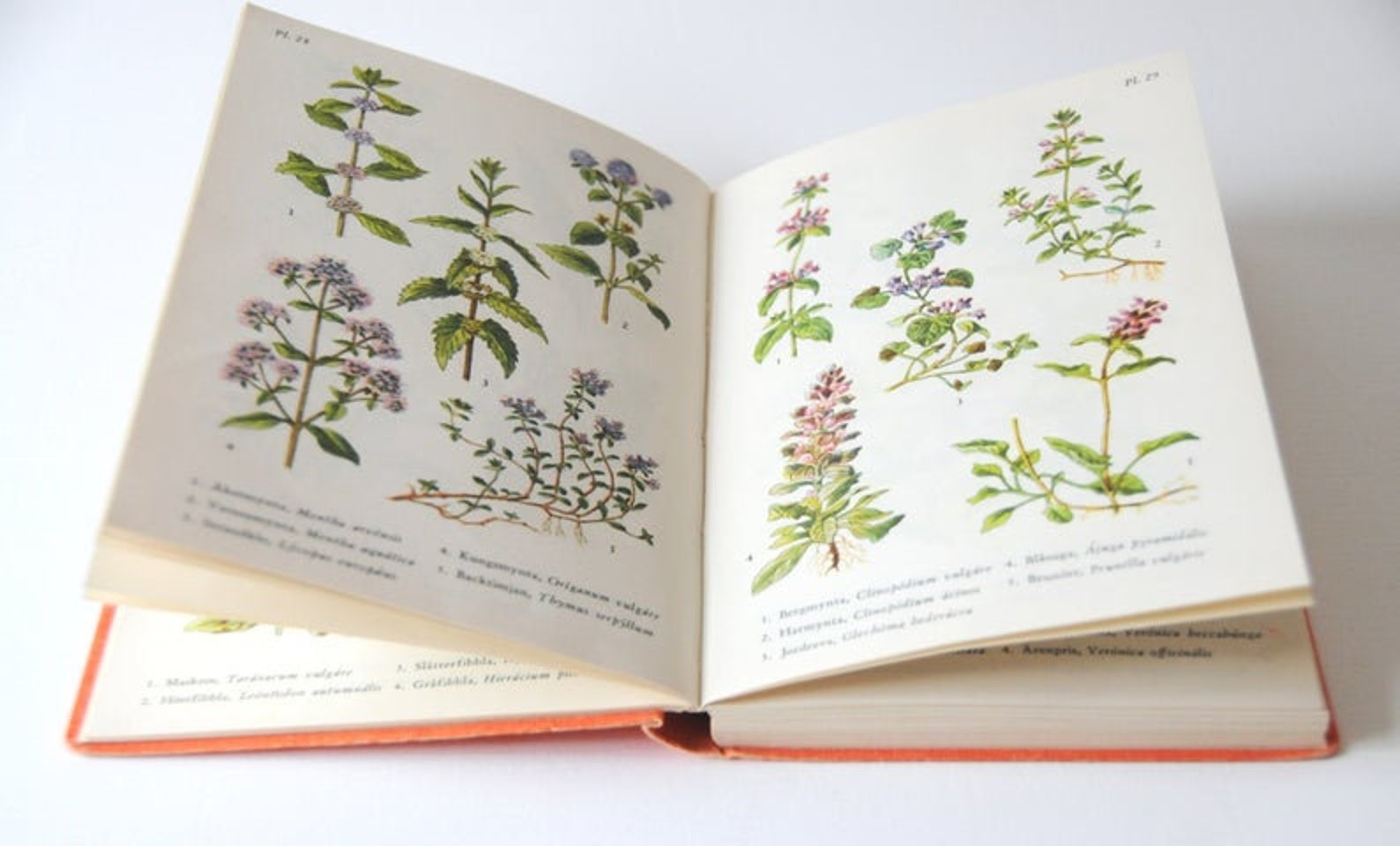 Vintage Flora Book With 120+ Color Illustrations, Flower Field Guide ...