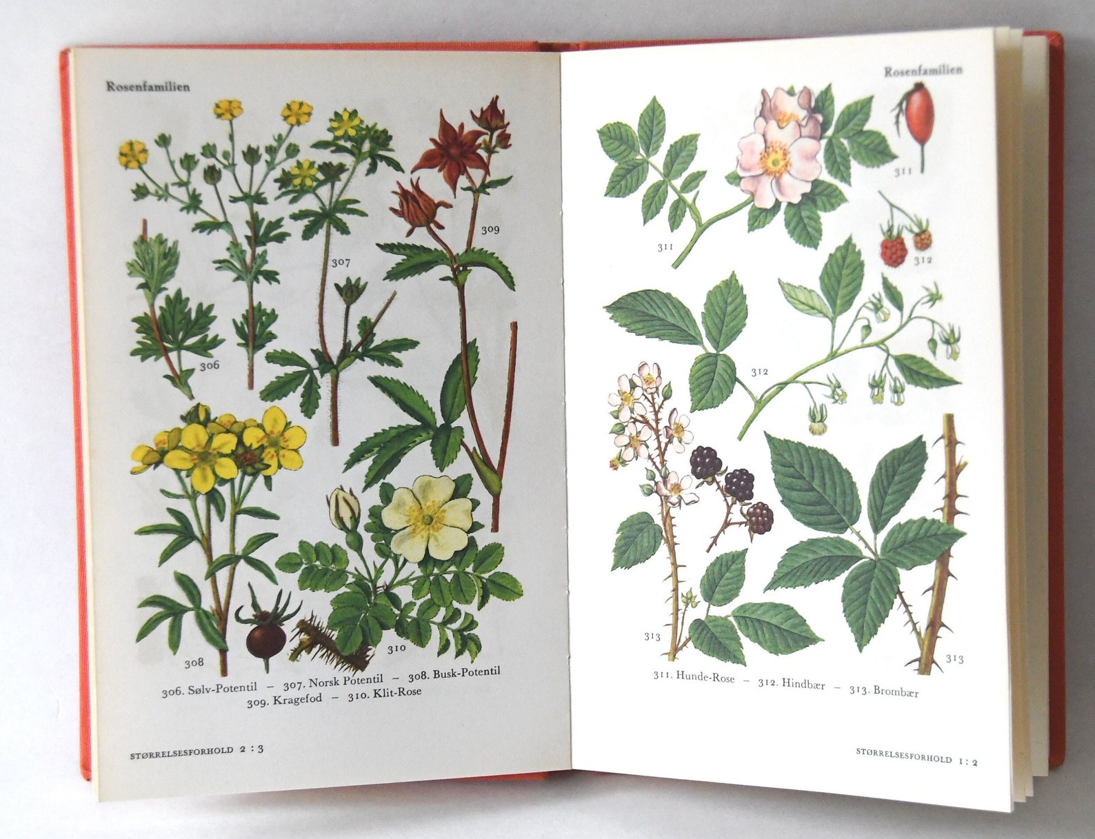 Vintage Flower Book 1960s Guide. Scandinavian Nature Book. Lovely Color ...