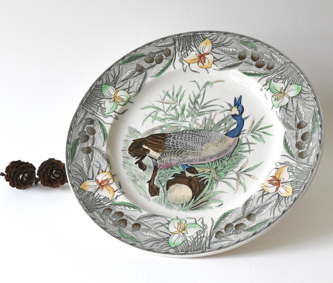 Adams Plate. Birds of America by John James Audubon. Antique Hunting ...