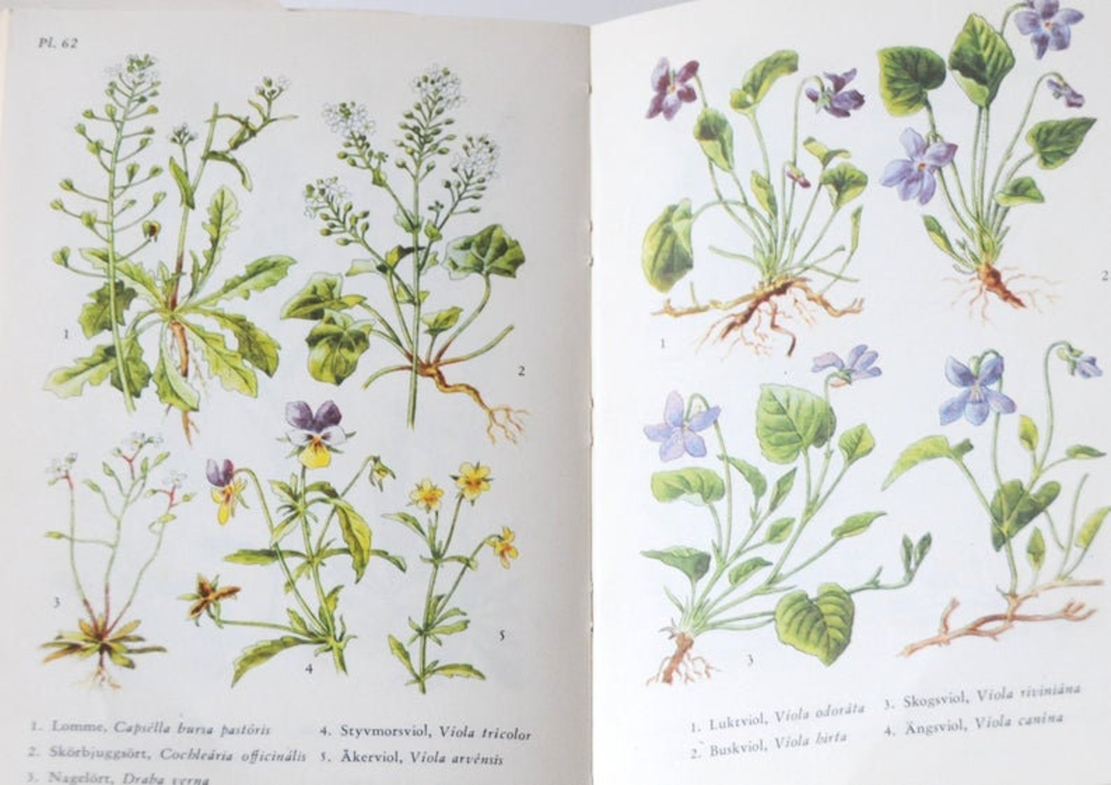 Vintage Flora Book With 120+ Color Illustrations, Flower Field Guide ...
