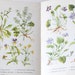 Vintage Flora Book With 120+ Color Illustrations, Flower Field Guide ...