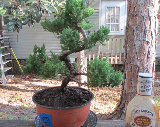 Bonsai Tree Juniper Procumbens Nana in 7" Grow Pot/sto - Etsy