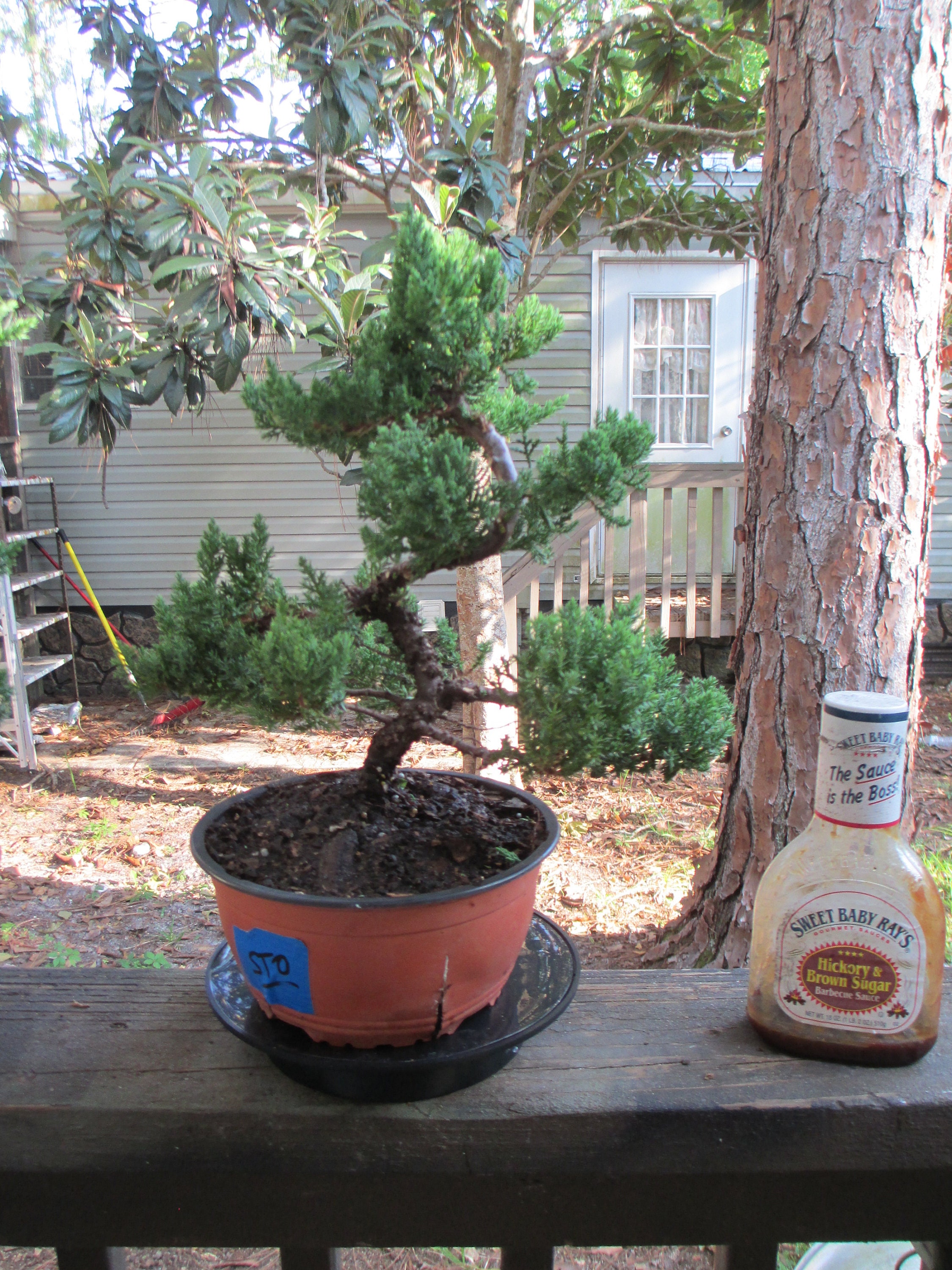 Blue Point Juniper Bonsai