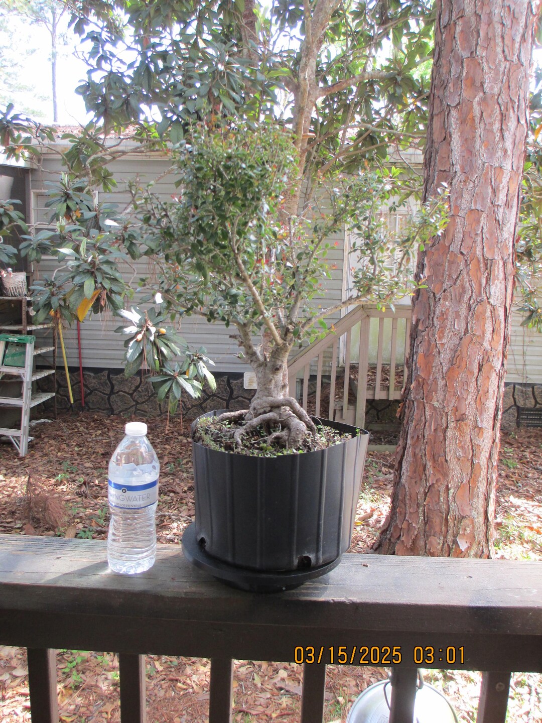 Bonsai Tree Ilex Schilling in 10" GROW Pot/yau - Etsy