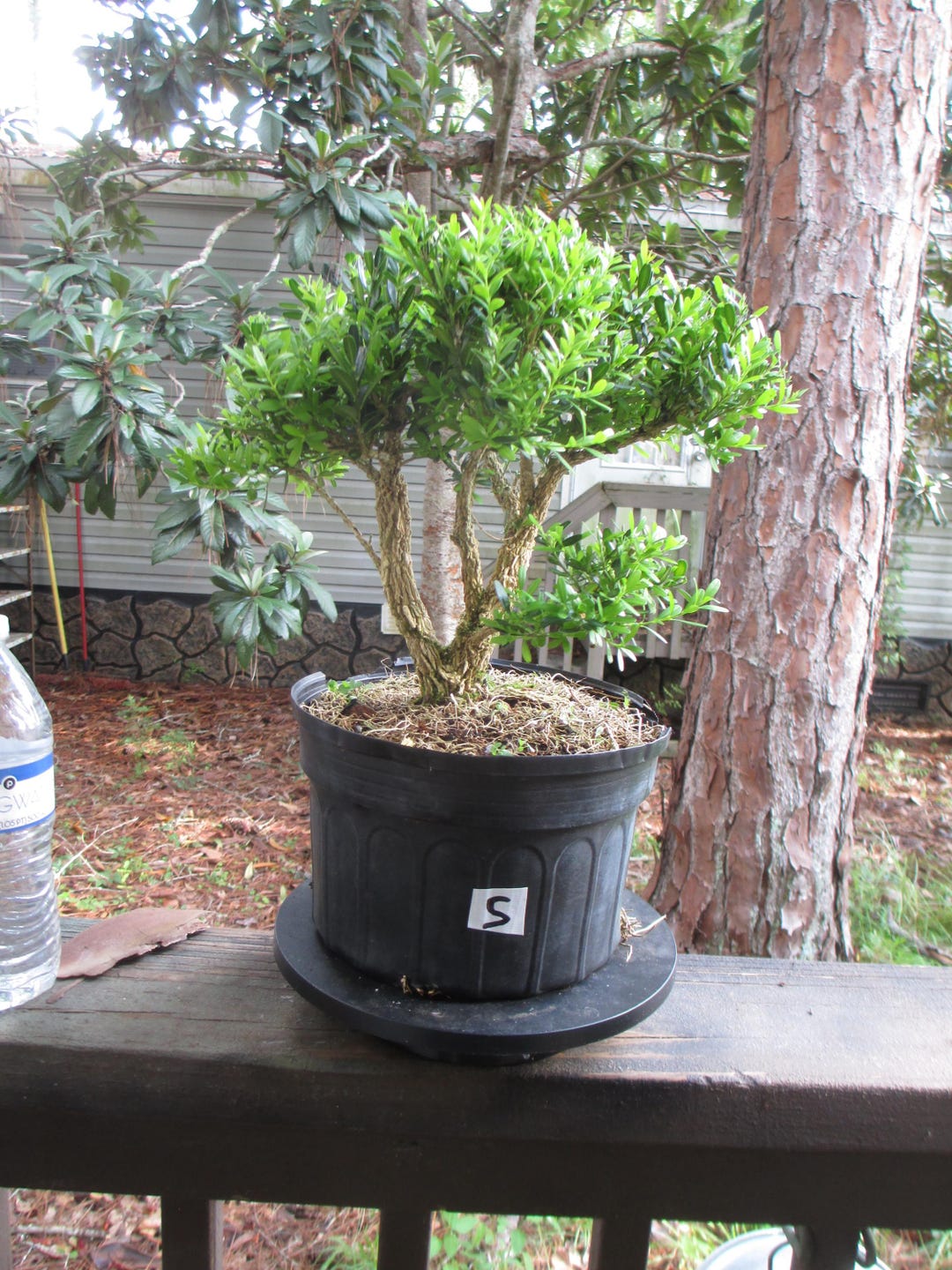 Bonsai Tree Dwarf Taiwanese Boxwood in 8 Grow Pot/s - Etsy