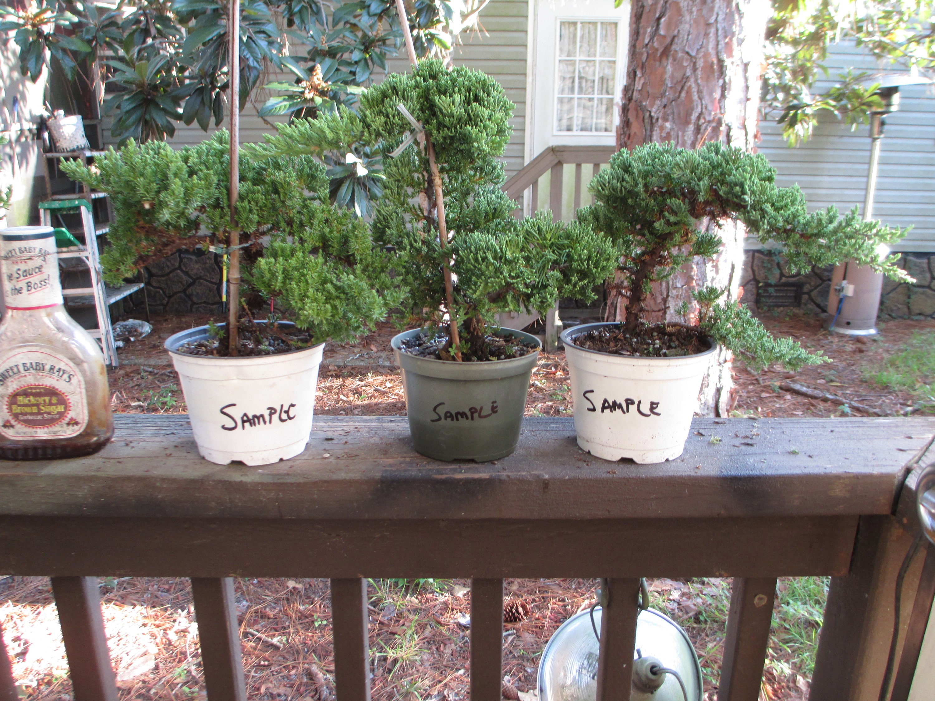 Baby Juniper Bonsai Tree