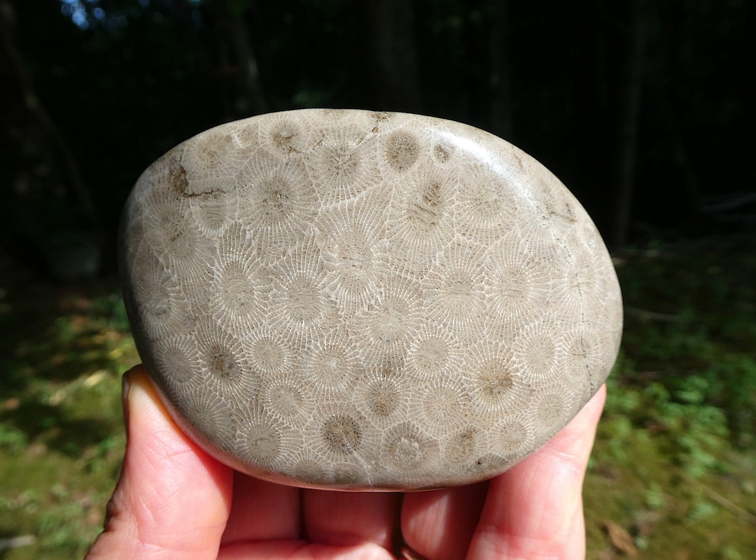 Polished Petoskey Stone, Fossilized Coral, Large Petoskey Specimen ...