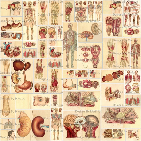 Vintage Anatomy - Etsy