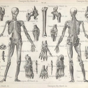 Vintage Anatomy Drawings | 21 Vintage Printable Anatomical Engravings ...