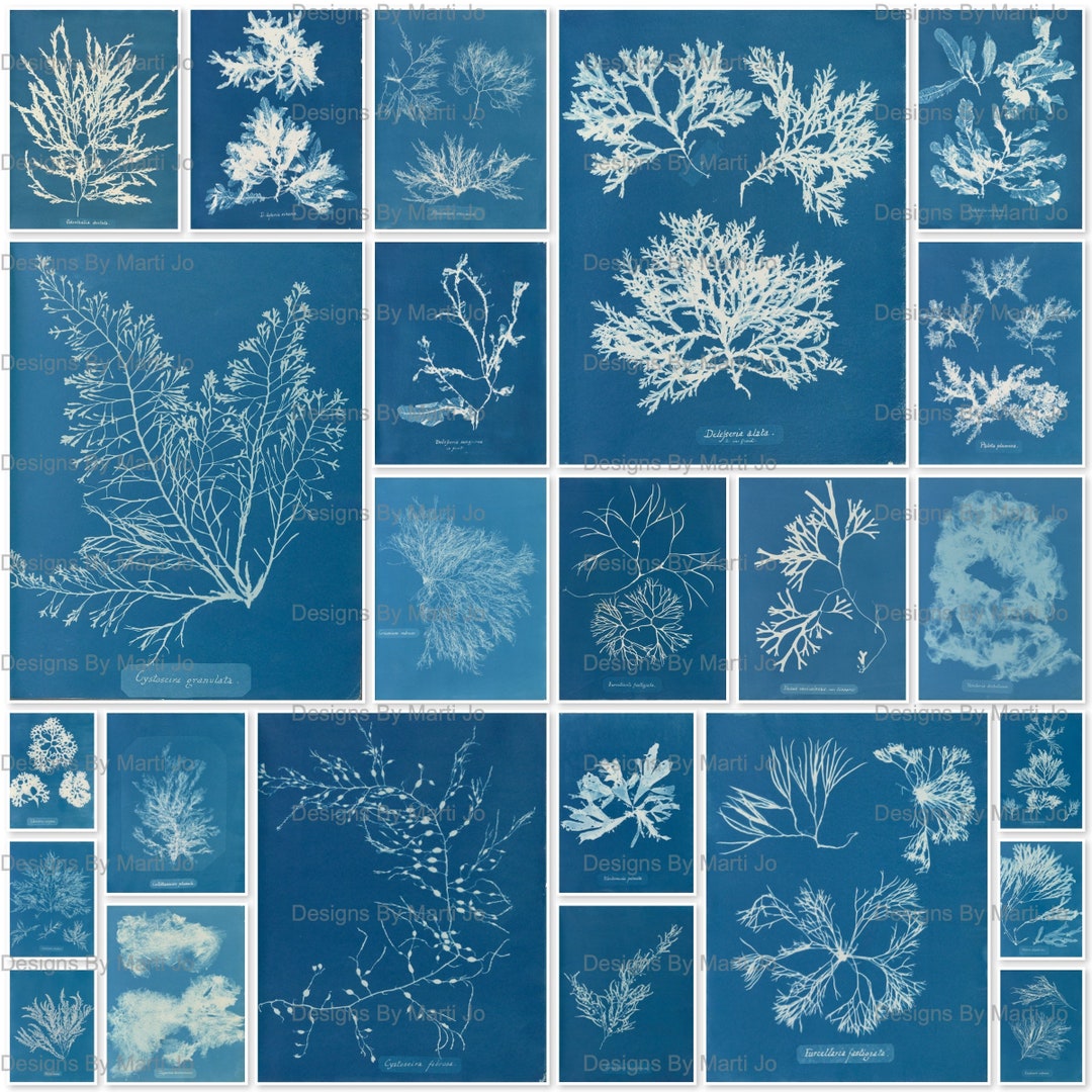 Vintage 1843 Cyanotype Algae Junk Journal Pages | 24 Floral Looking ...