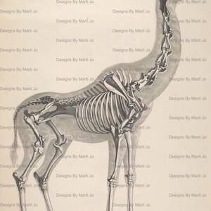 Vintage Animal Skeletons | 50 Printable Vintage Animal Bones Set | 6 ...