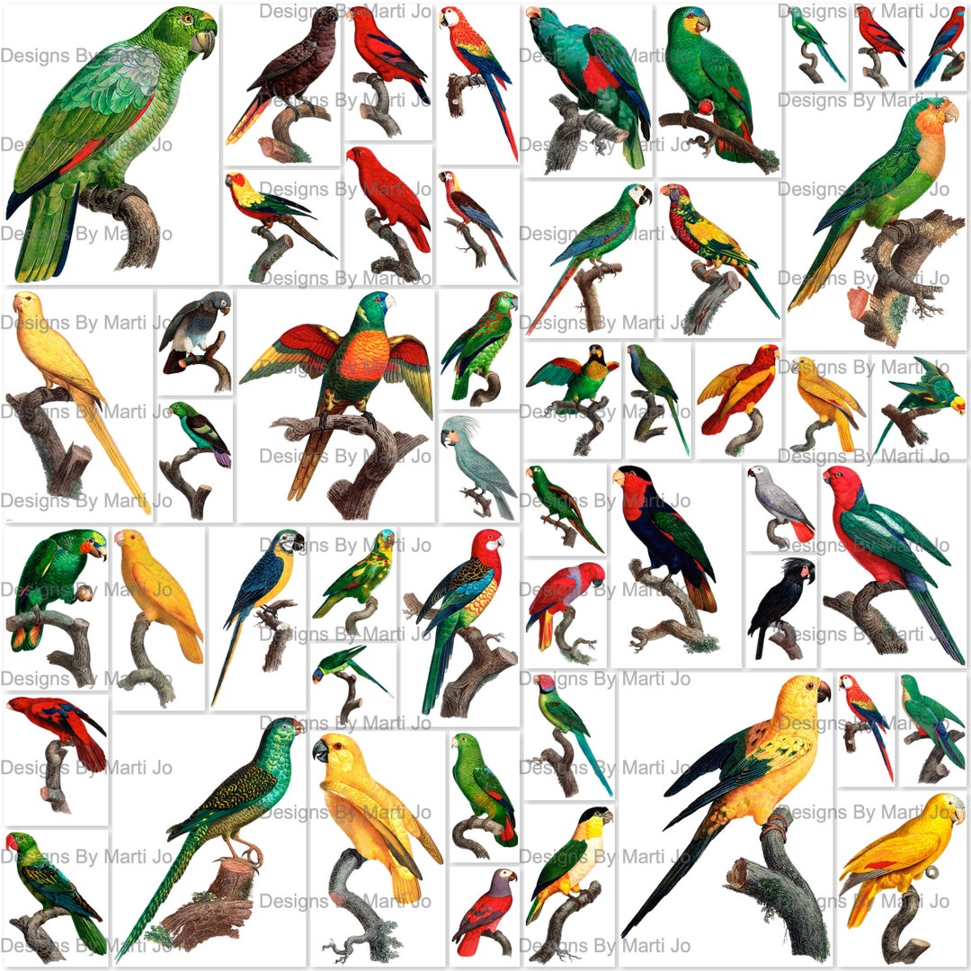 Vintage Fussy Cut Parrots Set 1 | 50 Printable Vintage Parrots PNG ...