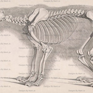 Vintage Animal Skeletons | 50 Printable Vintage Animal Bones Set | 6 ...