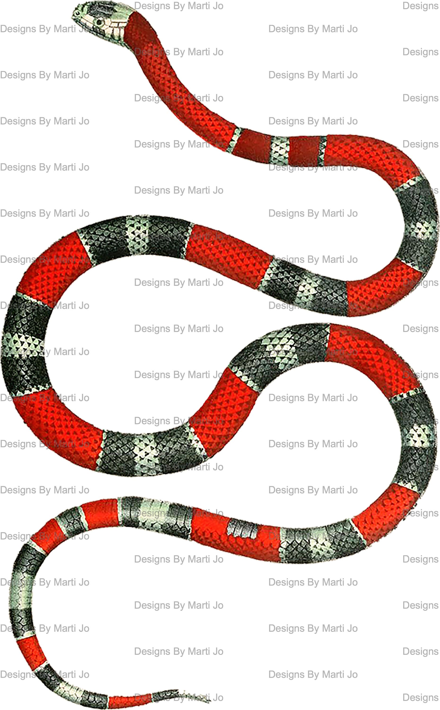 Vintage Digital Snake Clipart 60 Printable Vintage Snake PNG - Etsy