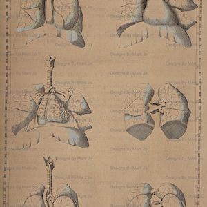 Vintage Anatomy Drawings Set 2 | 25 Vintage Human Anatomical Prints JPG ...