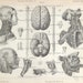 Vintage Anatomy Drawings | 21 Vintage Printable Anatomical Engravings ...