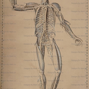 Vintage Anatomy Drawings Set 2 | 25 Vintage Human Anatomical Prints JPG ...