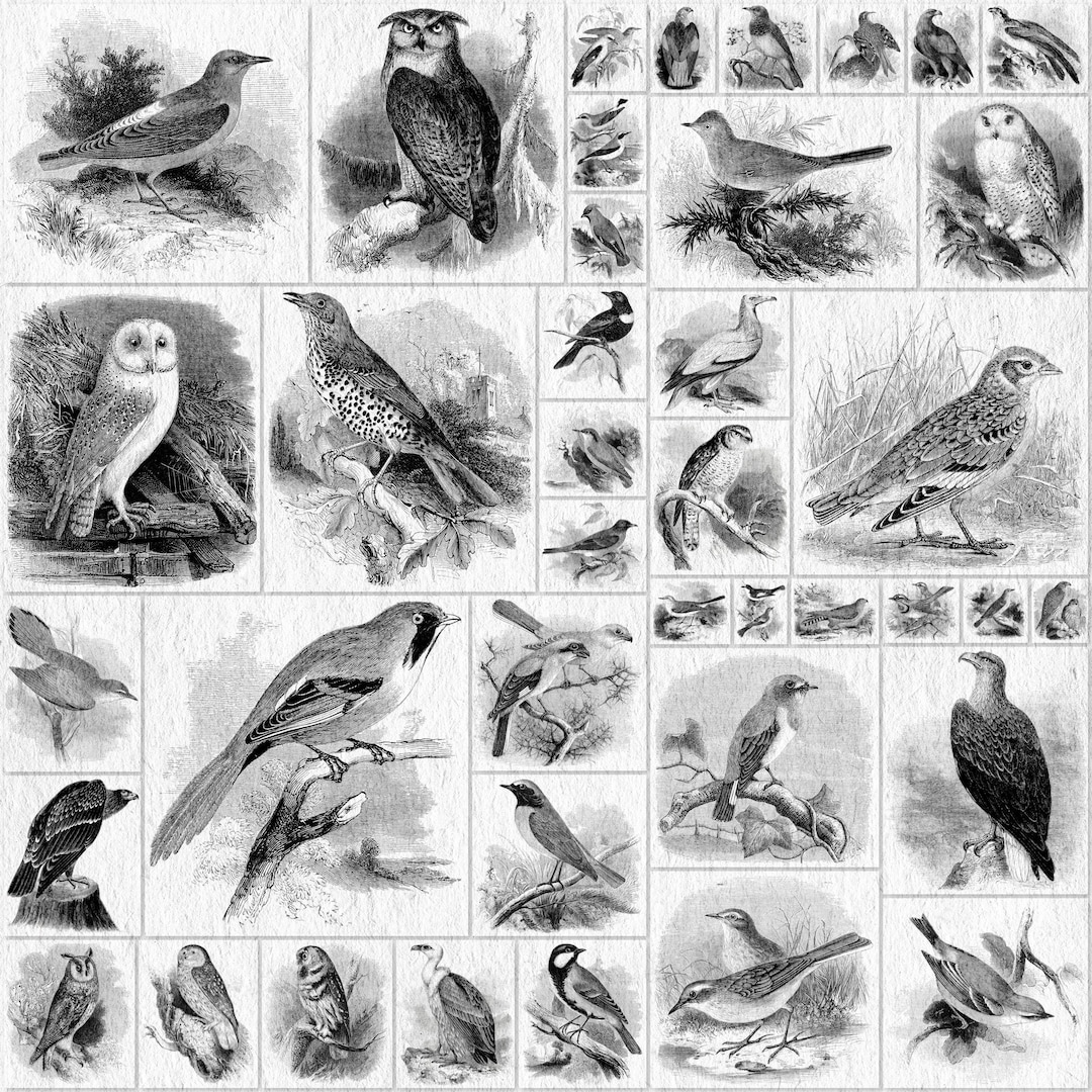 Vintage Bird Overlays PNG | 40 Individual Bird Engravings | BONUS: Two ...