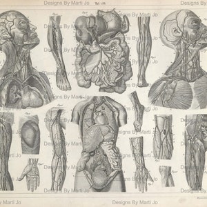 Vintage Anatomy Drawings | 21 Vintage Printable Anatomical Engravings ...