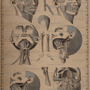 Vintage Anatomy Drawings Set 2 | 25 Vintage Human Anatomical Prints JPG ...