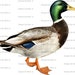Vintage Fussy Cut Ducks 25 Printable Vintage Water Fowl PNG Files BONUS ...