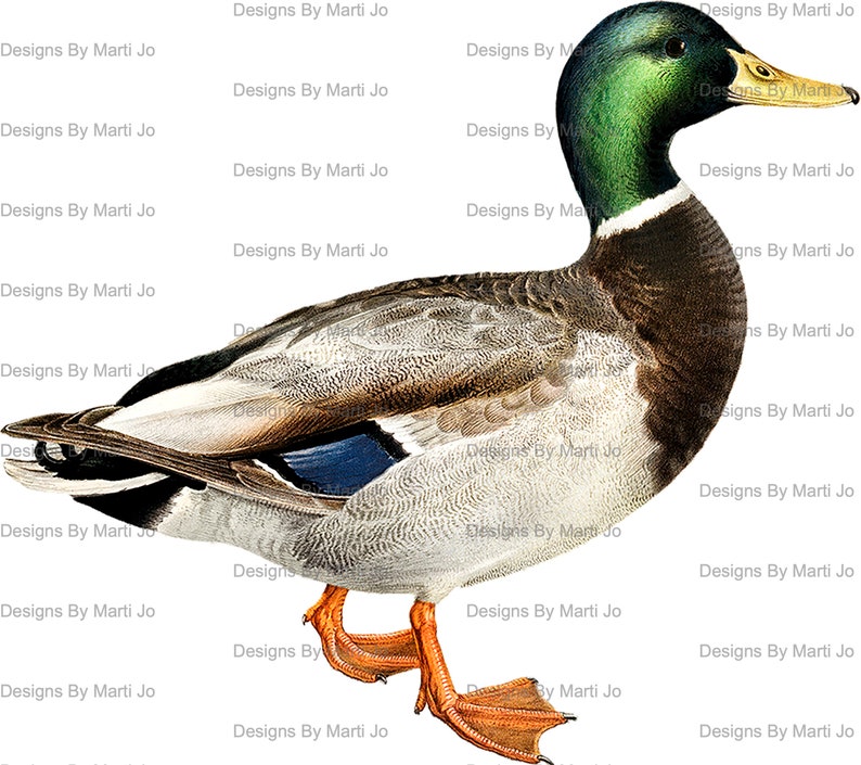 Vintage Fussy Cut Ducks | 25 Printable Vintage Water Fowl PNG Files ...