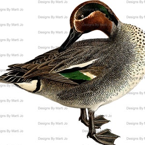 Vintage Fussy Cut Ducks | 25 Printable Vintage Water Fowl PNG Files ...