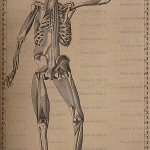 Vintage Anatomy Drawings Set 2 | 25 Vintage Human Anatomical Prints JPG ...