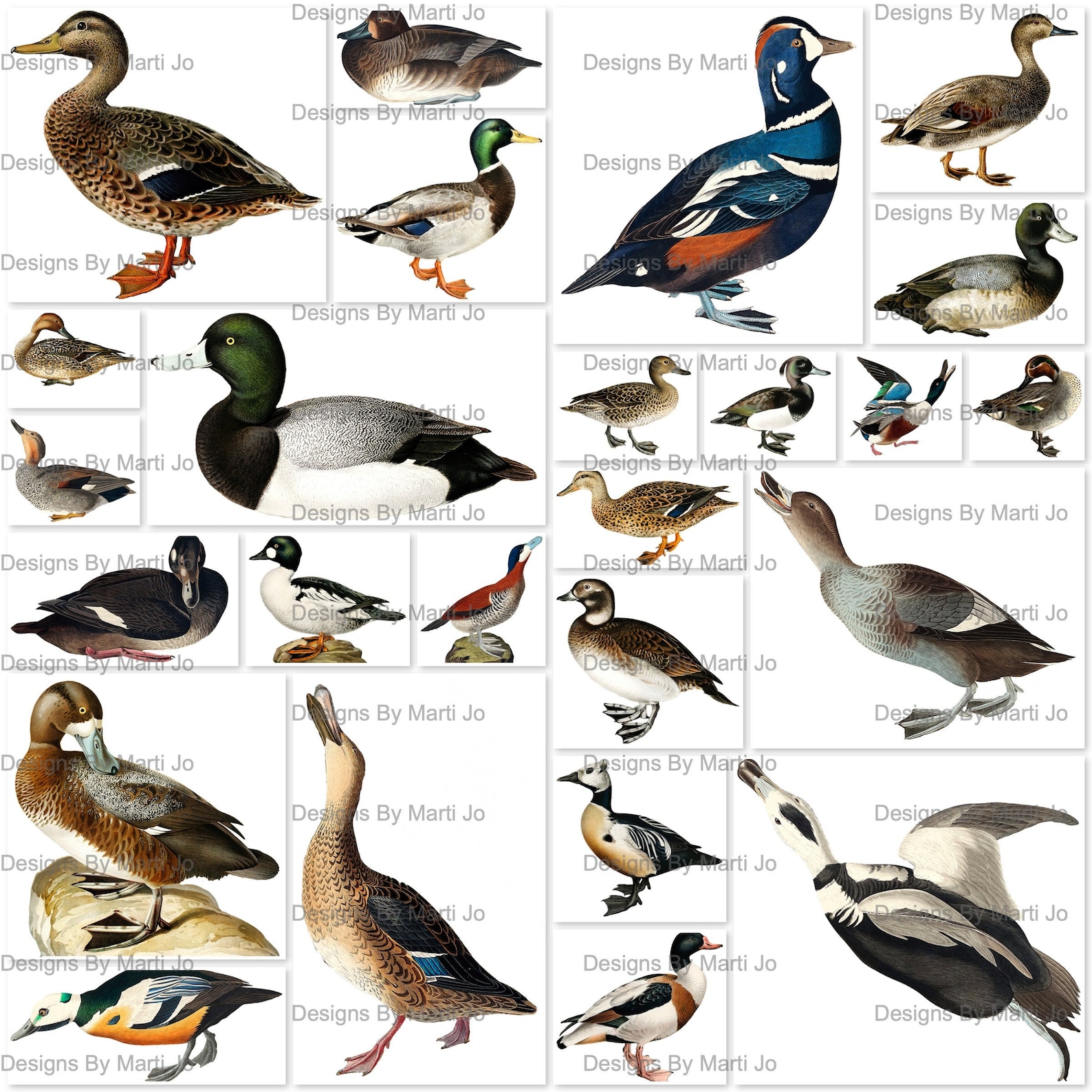 Vintage Fussy Cut Ducks 25 Printable Vintage Water Fowl PNG - Etsy