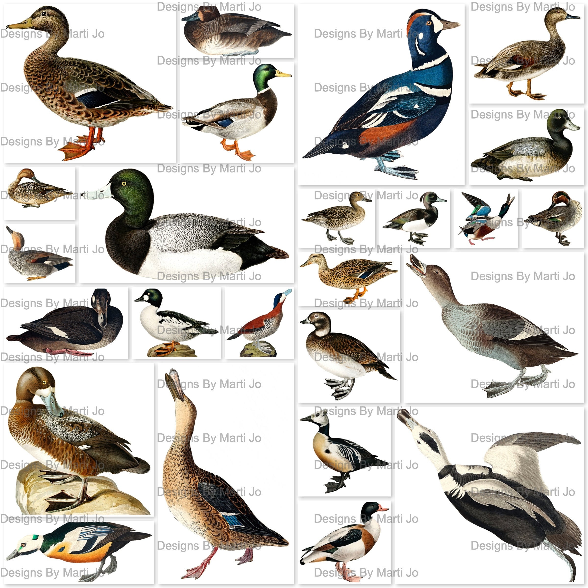 Vintage Fussy Cut Ducks 25 Printable Vintage Water Fowl PNG - Etsy