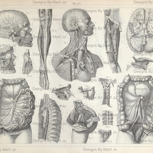 Vintage Anatomy Drawings | 21 Vintage Printable Anatomical Engravings ...
