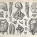 Vintage Anatomy Drawings | 21 Vintage Printable Anatomical Engravings ...