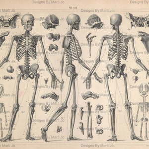 Vintage Anatomy Drawings | 21 Vintage Printable Anatomical Engravings ...