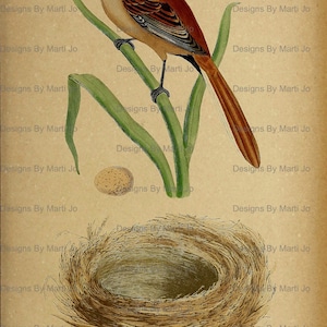 19 Vintage Bird Nests 6 Inch Digital Files | Printable Digital Bird ...