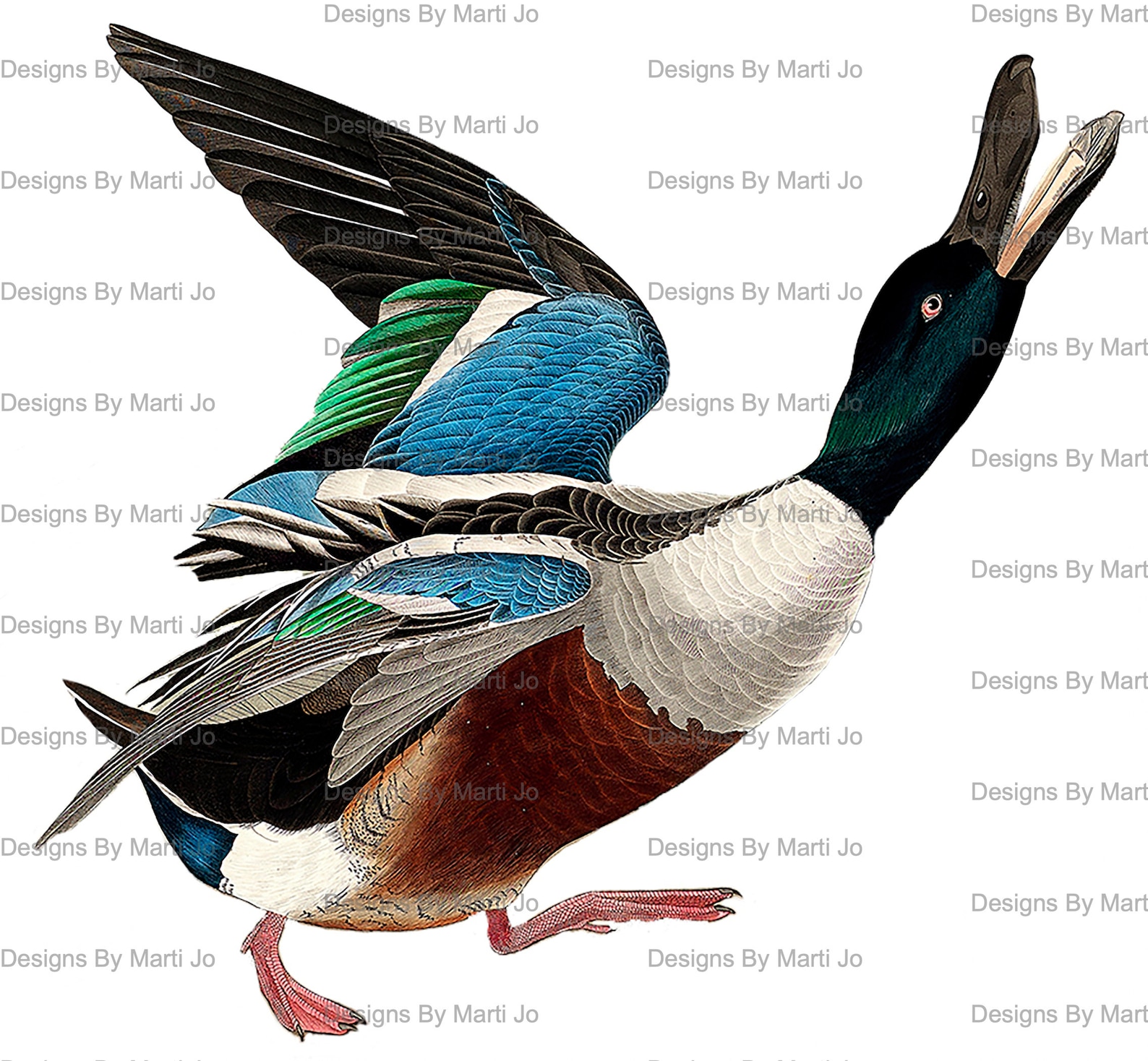 Vintage Fussy Cut Ducks 25 Printable Vintage Water Fowl PNG - Etsy