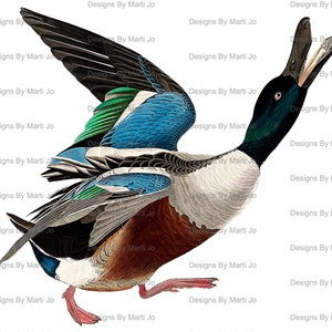 Vintage Fussy Cut Ducks | 25 Printable Vintage Water Fowl PNG Files ...