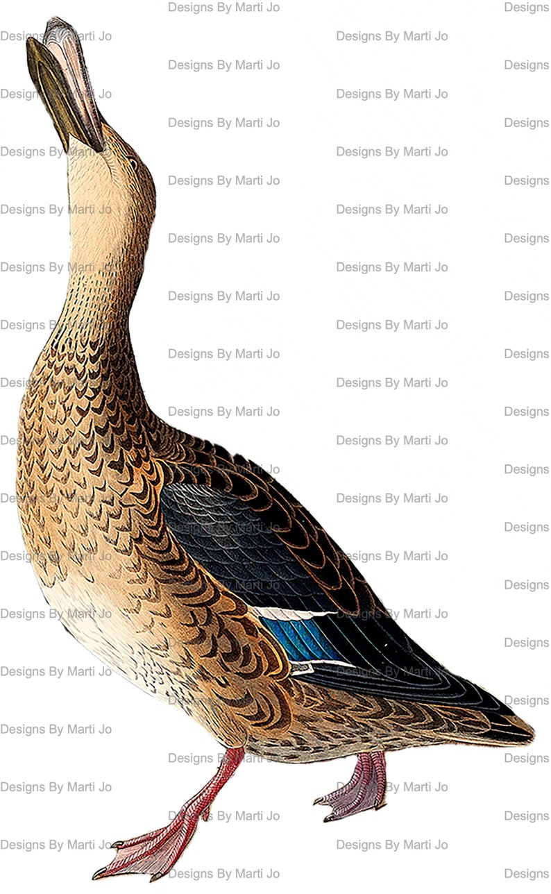 Vintage Fussy Cut Ducks | 25 Printable Vintage Water Fowl PNG Files ...