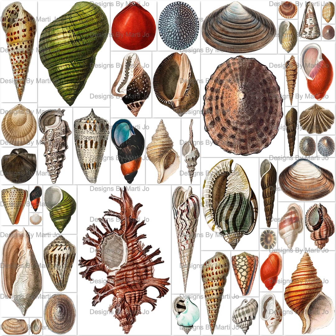 Vintage Fussy Cut Seashells | 50 Printable Vintage Sea Shell Clipart ...