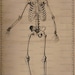 Vintage Anatomy Drawings Set 2 | 25 Vintage Human Anatomical Prints JPG ...