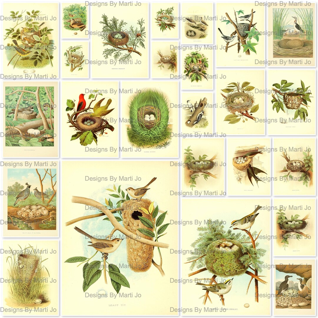 25 Vintage Bird Nests 6 Inch Digital Files | Printable Bird Images ...