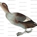Vintage Fussy Cut Ducks 25 Printable Vintage Water Fowl PNG Files BONUS ...
